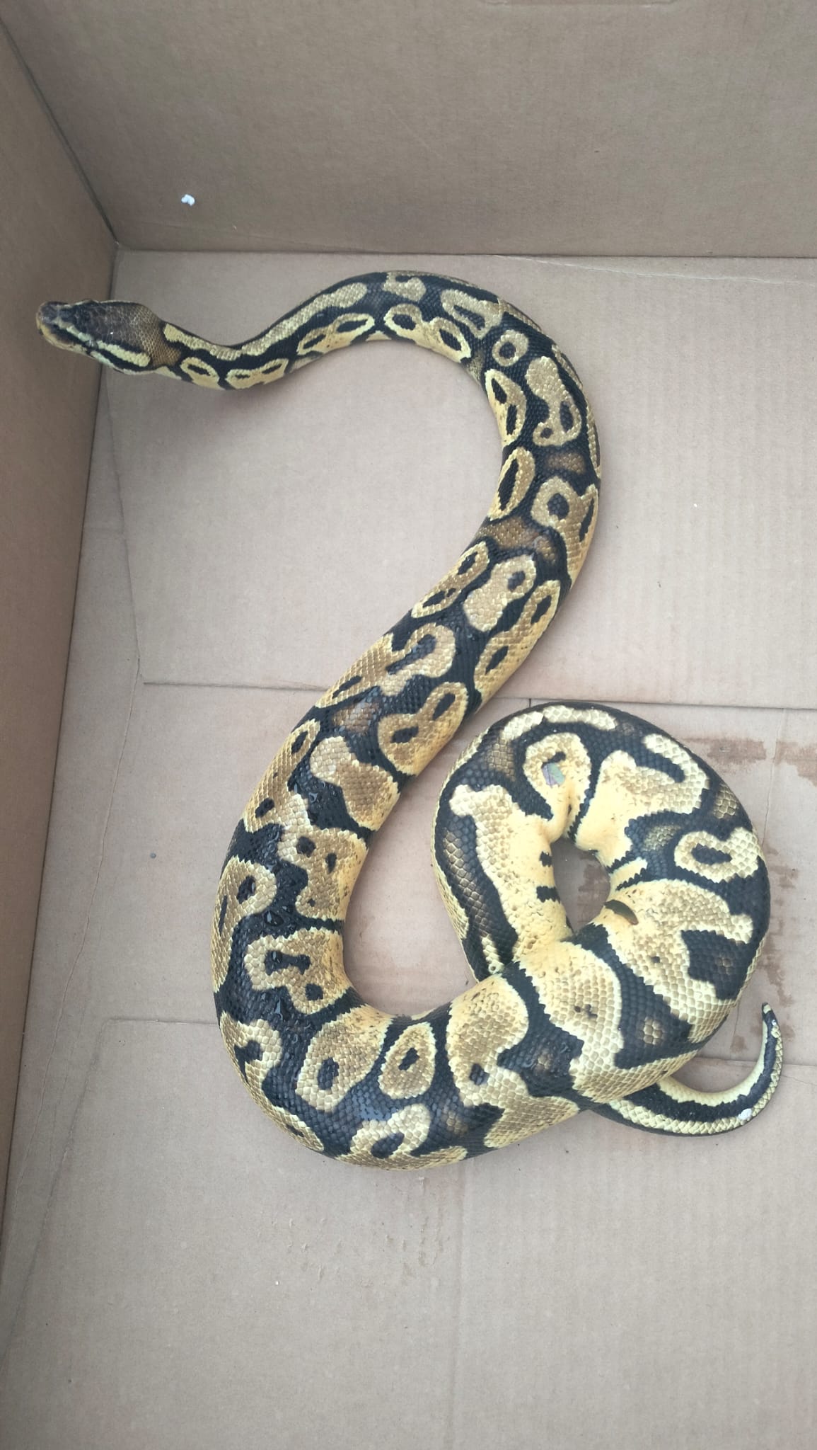 Provincia di Mantova - Catturato un pitone reale